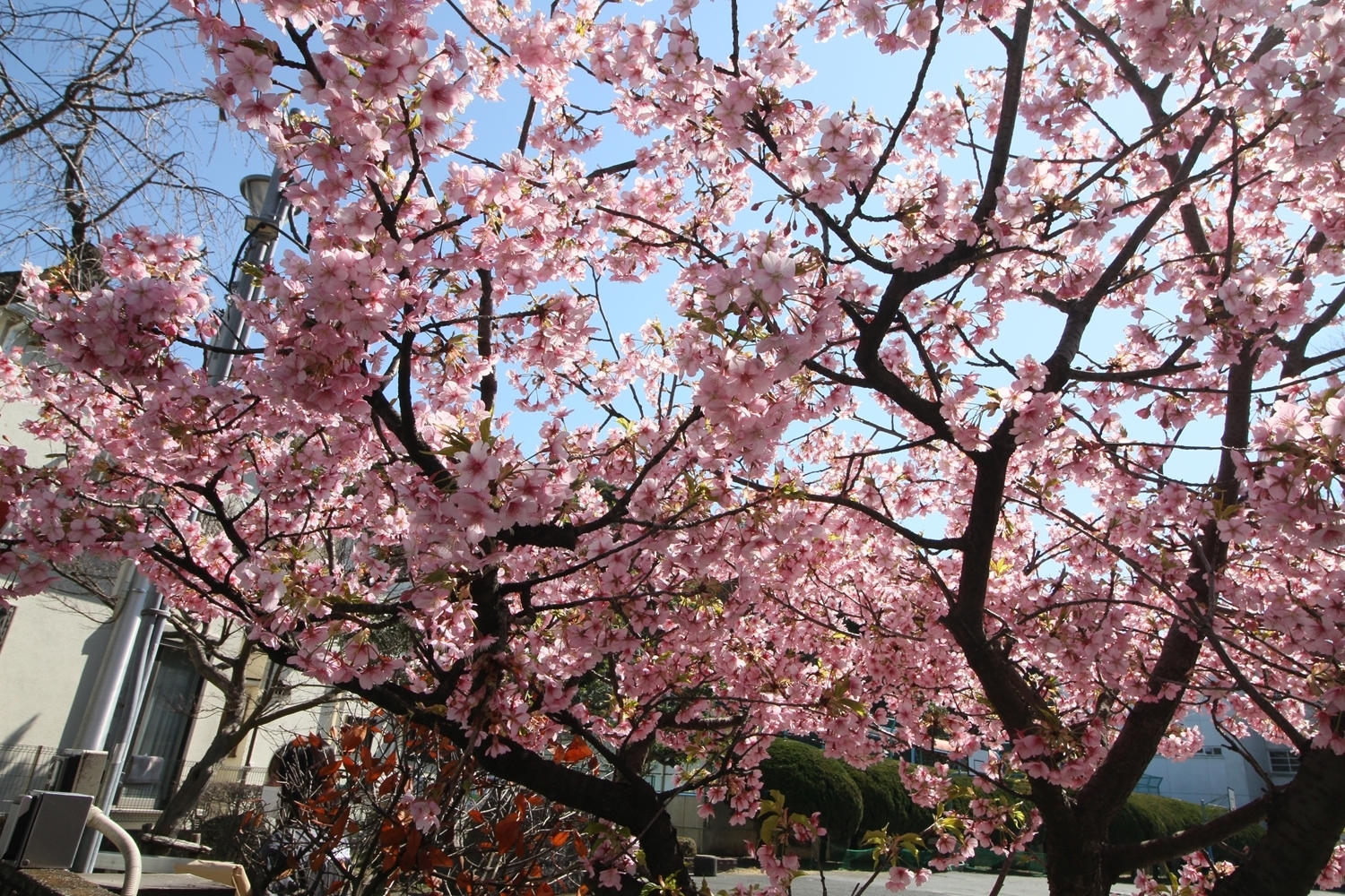 まかどシーマリンパーク（間門小学校付属海水水族館）: 三溪園探訪