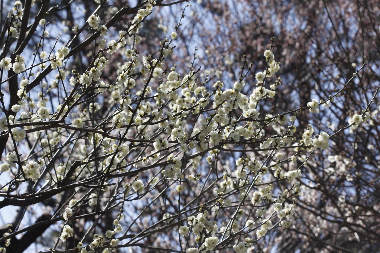 三溪園観梅会: 三溪園探訪